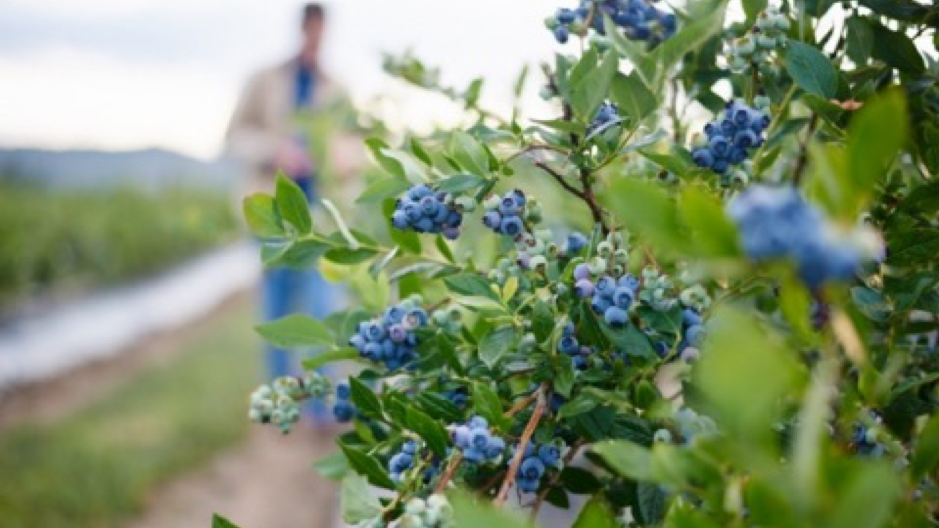 Strong US Blueberry Output Forecast as USHBC Develops China Market ... Strong US Blueberry Output Forecast as USHBC Develops China Market ...